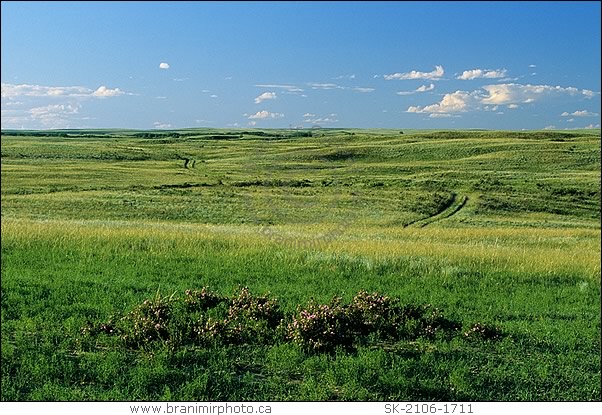 Image: Tire tracks in an open prairie with wild roses, Great Sand Hills ...